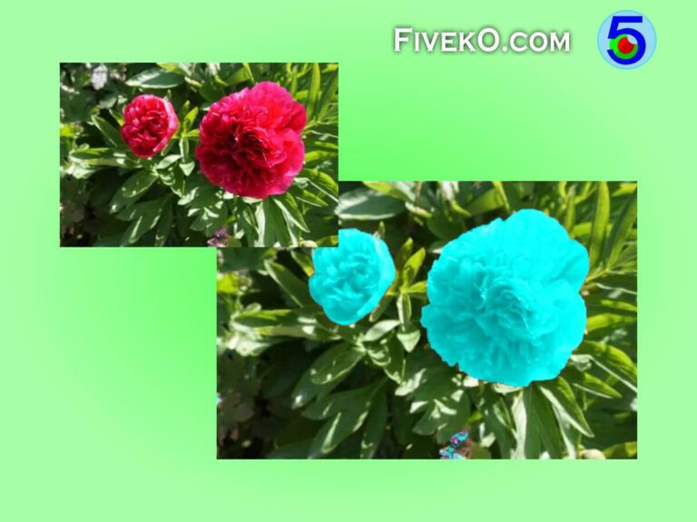 Image Convolution Guide - FIVEKO